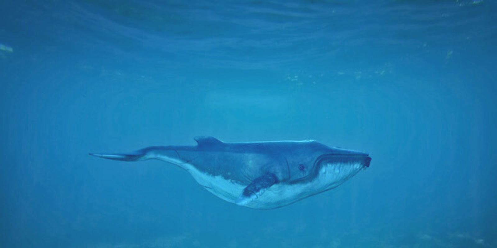 How Long is a Blue Whale?