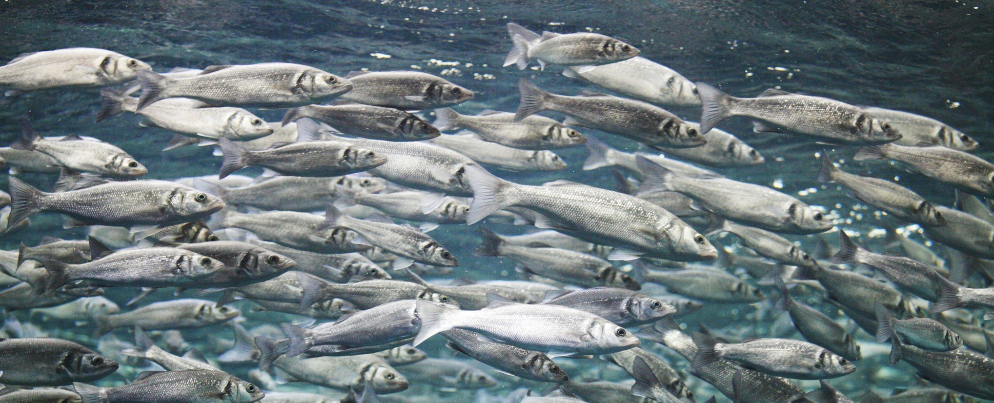 What Does The Blue Whale Eat? Top 5 Foods, 10 Interesting Facts